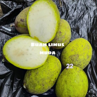 Jual BUAH LIMUS MUDA ATOU BUAH BACANG MUDA COCOK UNTUK IBU NGIDAM / 1 ...