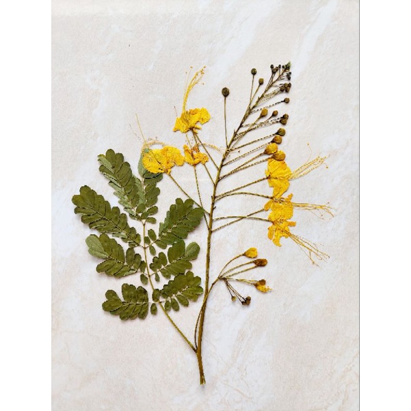 Jual SPECIAL COLLECTION - Pressed Kembang Merak Kuning - Herbarium ...
