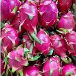 Jual buah naga putih 1kg | Shopee Indonesia