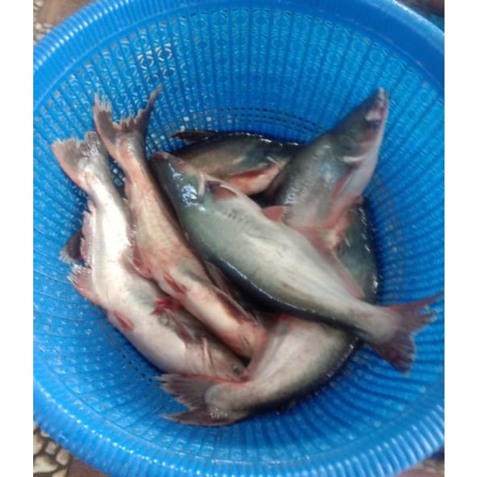 Jual IKAN PATIN FRESH 1kg (pengiriman instant) | Shopee Indonesia