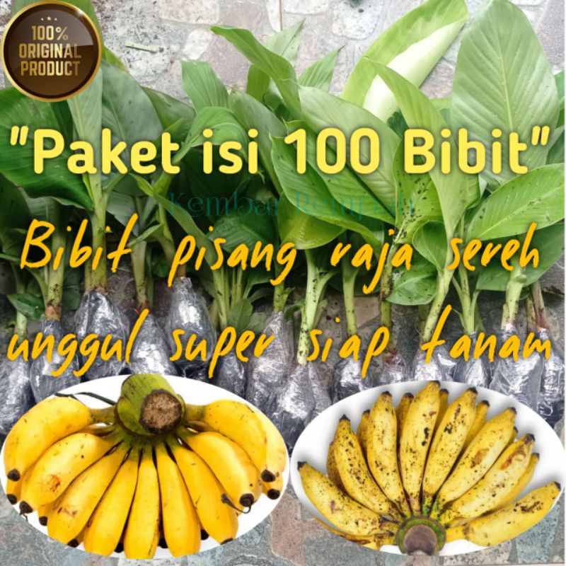 Jual BIBIT TANAMAN PISANG RAJA SEREH UNGGUL SUPER (100 BIBIT) | Shopee ...