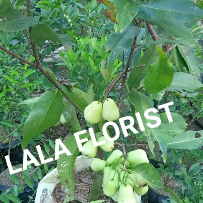 Jual pohon jambu air madu deli/berbuah/berbunga | Shopee Indonesia