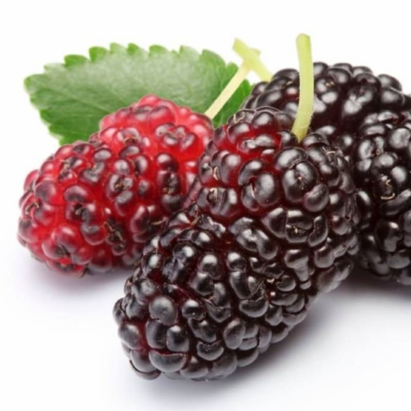 Jual Morus Alba | Mulberry | Pohon Buah Murbei Arbei | Shopee Indonesia