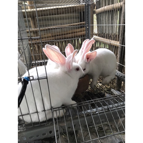 Jual kelinci nz 3 bulan up | Shopee Indonesia