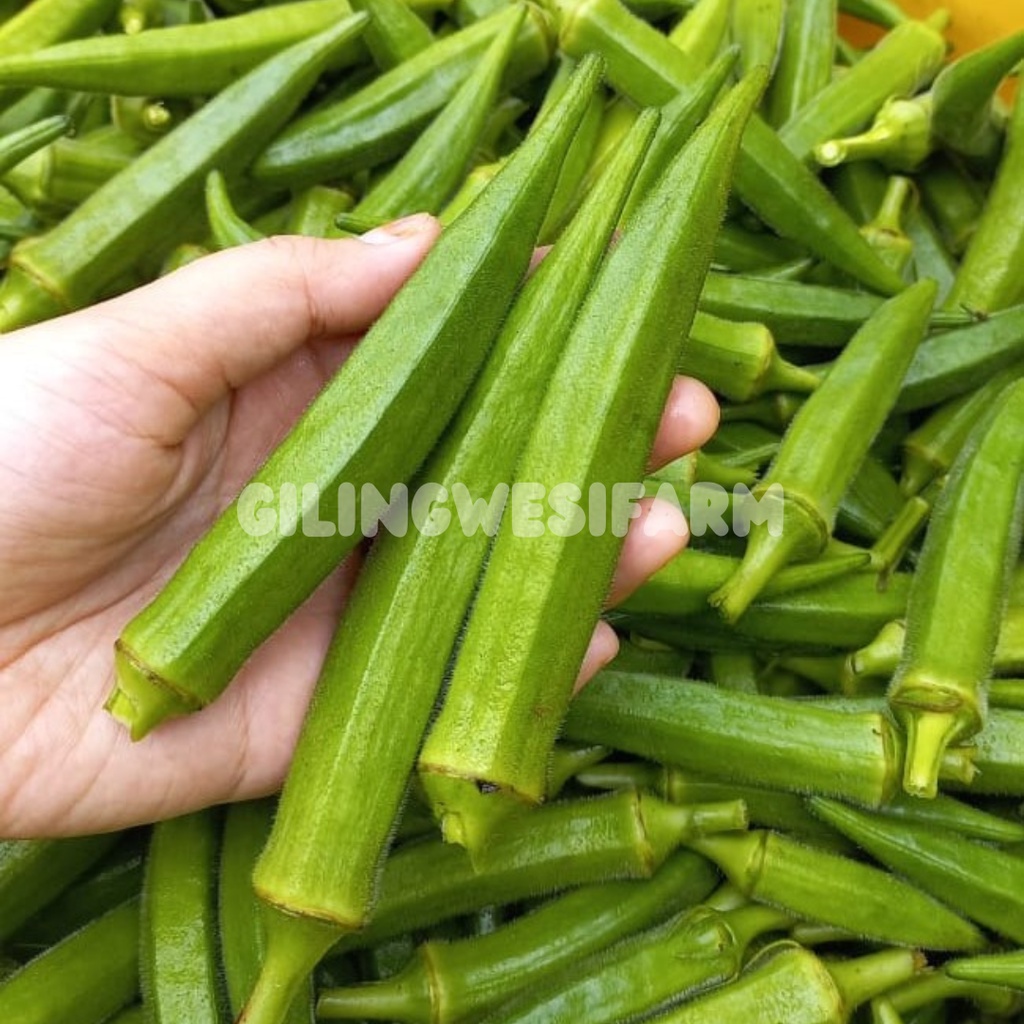 Jual SAYUR OKRA HIJAU FRESH (Kacang Bendi) ORGANIK/ NON PESTISIDA ...