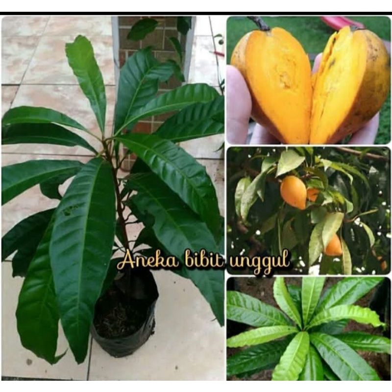 Jual Tanaman pohon sawo mentega / pohon alkesah / pohon bibit super ...