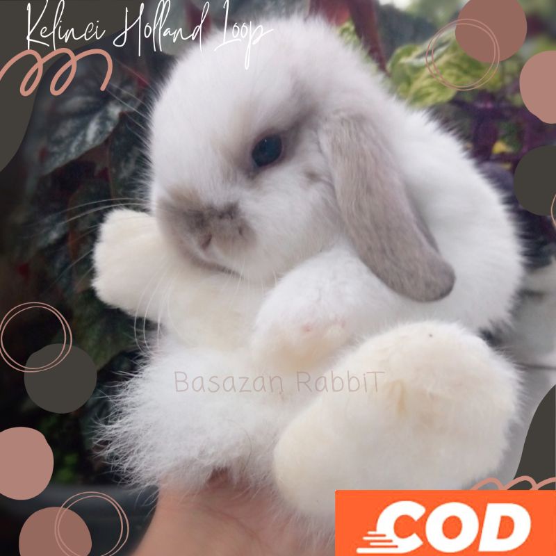 Jual kelinci holland lop Harga Terbaik & Termurah Januari 2023 | Shopee ...