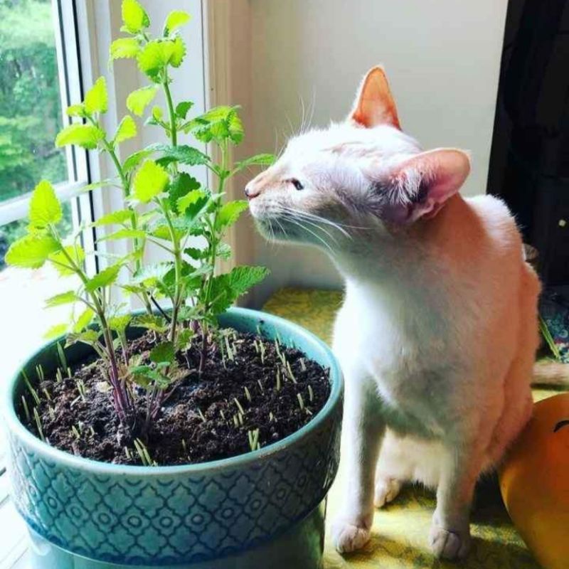 Jual Daun Herbal CATNIP - Bibit Tanaman Herbal Catnip Nepeta Cataria ...