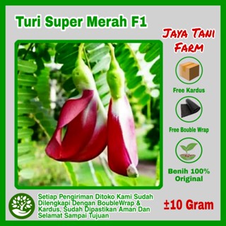 Jual 10 Gram Benih Sayuran Turi Super Merah F1 / Bibit Turi Merah Biji ...