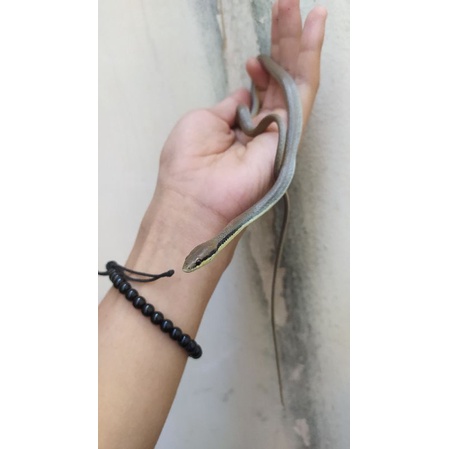 Jual Gambar liopeltis tricolor ( ula lidi ) | Shopee Indonesia