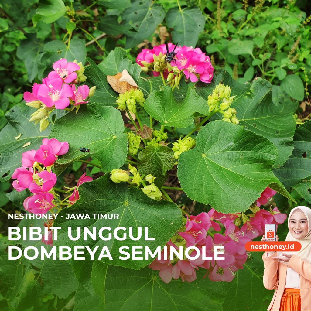 Jual Bibit Bunga Dombeya Seminole / Dombeya Sminole untuk hiasan taman ...