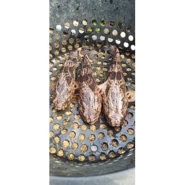 Jual ikan gabus betutu/beloso/boboso 1kg | Shopee Indonesia