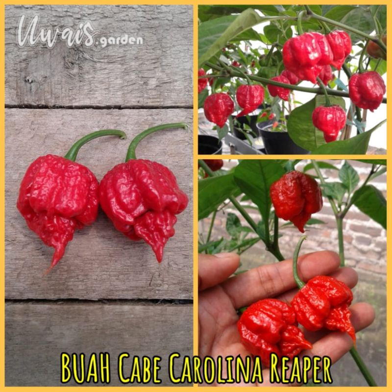 Jual BUAH Cabe Carolina Reaper/Cabe Terpedas No 1 di dunia Versi ...