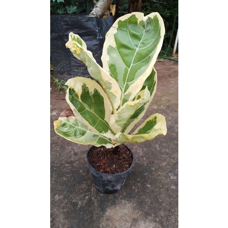 Jual Ketapang biola varigata / ficus lyrata variegata | Shopee Indonesia
