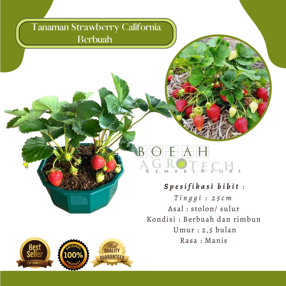 Jual Bibit Tanaman Strawberry California Jumbo Berbuah | Shopee Indonesia