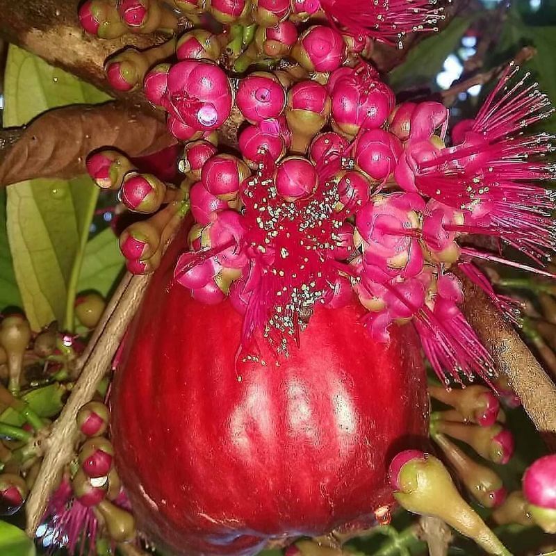 Jual bibit tanaman buah jambu air jamaica super genjah bisa di tanam ...