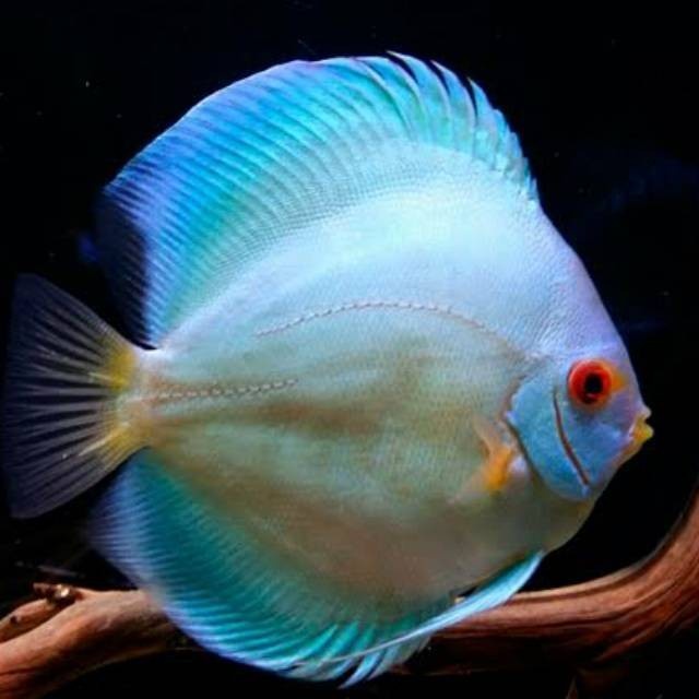 Jual Ikan Hias Discus Blue Diamond Ukuran 3 inci | Shopee Indonesia