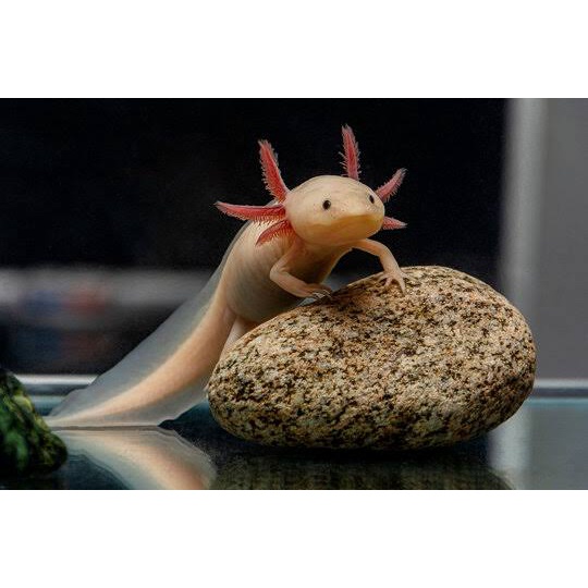 Jual AXOLOTL AMPHIBIAN AZTEC GOD SALAMANDER AMFIBI | Shopee Indonesia