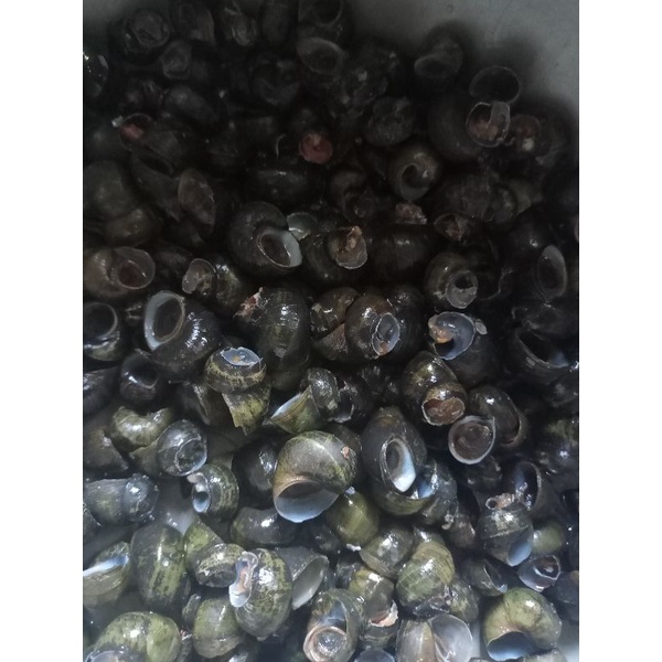 Jual Tutut sawah/keong sawah potong buntut | Shopee Indonesia