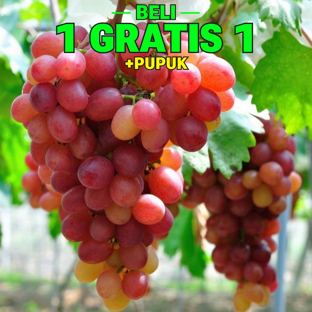 Jual GratisPupukNPK | Bibit Anggur Red Master Sweet cepat berbuah ...