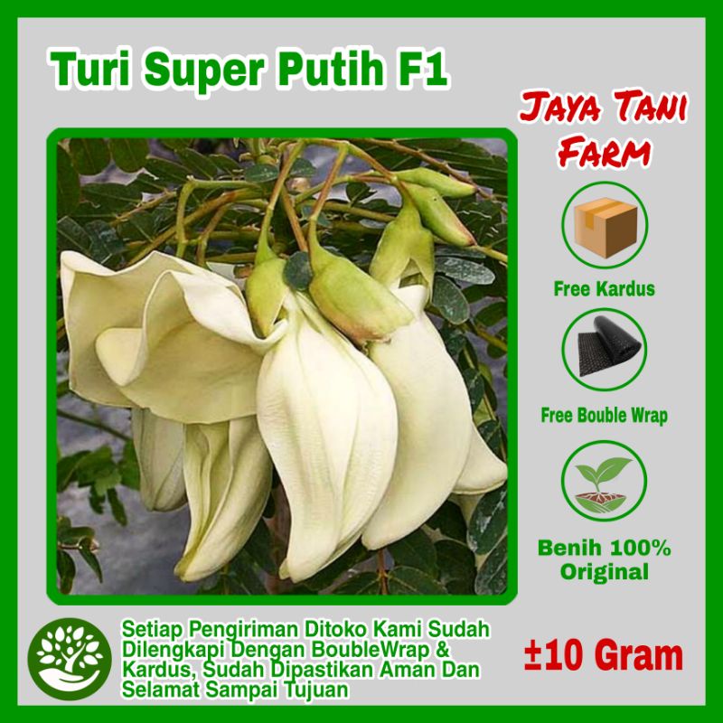 Jual 10 Gram Benih Sayuran Turi Putih Unggulan / Turi Super / Bibit Turi Putih / Bibit Sayuran ...