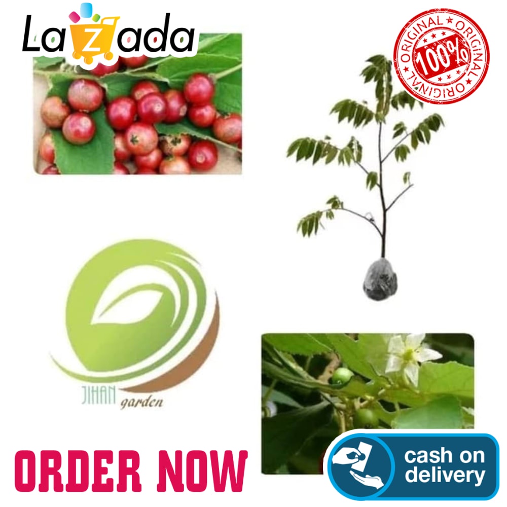 Jual Bibit Tanaman Buah Seri-Ceri-Kersen-Karsen-Daun Talok-Pohon Cherry ...