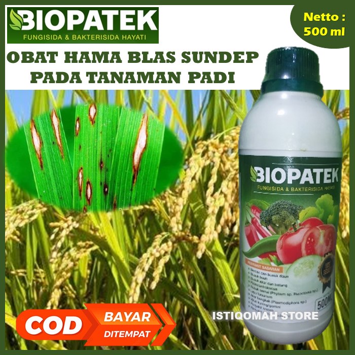 Jual BIOPATEK 500ML Obat Hama Padi Blas - Fungisida Anti Jamur Blas ... Jual BIOPATEK 500ML Obat Hama Padi Blas - Fungisida Anti Jamur Blas ...