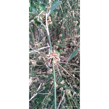 Jual Bunga Bambu | kembang awi | Bunga Pring ( per 20 tangkai ...