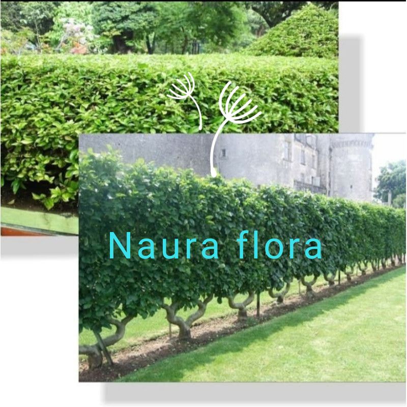 Jual pohon teh tehan / tanaman pagar tehan | Shopee Indonesia