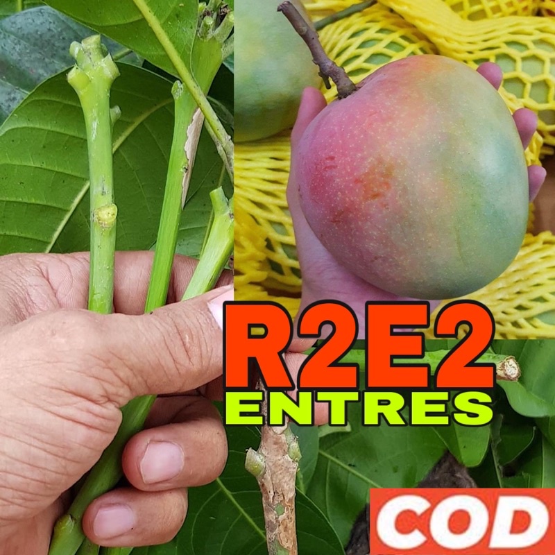 Jual Entres Mangga R2E2 | Shopee Indonesia