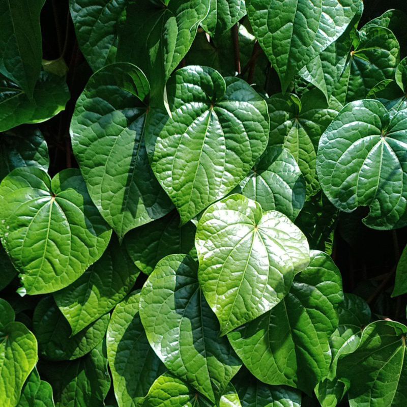 Jual Daun sirih fresh harga murah per lembar | Shopee Indonesia
