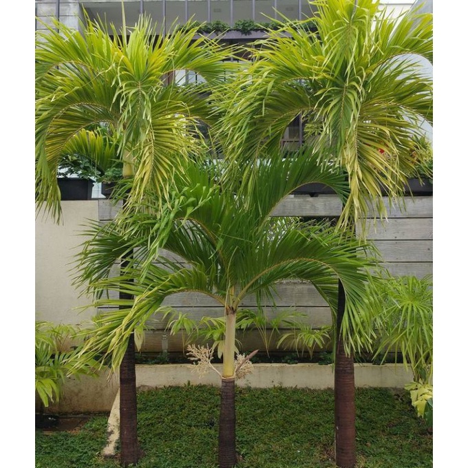 Jual tanaman palem putri tinghi 1 meter veitchia merrillii pohon palm ...