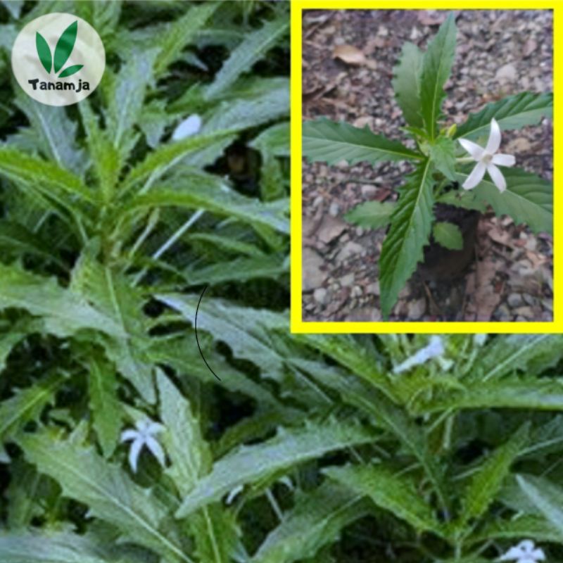 Jual Bibit tanaman herbal bunga kitolod bagus untuk tetes mata | Shopee ...