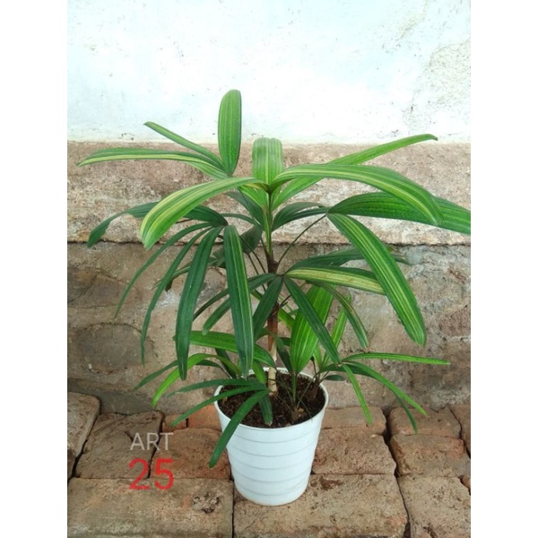 Jual Palm Rhapis Excelsa Variegata Palem Waregu Varigata Rumpun Real ...