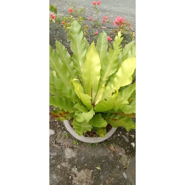 Jual bunga Paku Sarang ( Polypodiaceae) Asplenium nidus | Shopee Indonesia