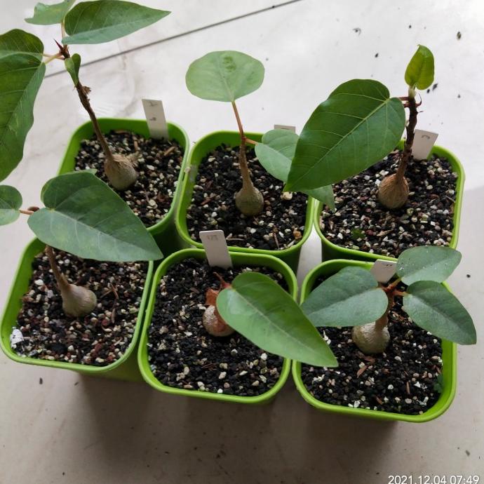 Jual Ficus palmeri / petiolaris subs. palmeri seedling Kecil | Shopee ...