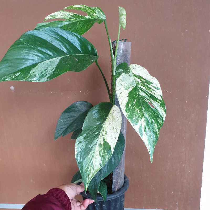 Jual epipremnum Hanoman sp Bali varigata | Shopee Indonesia