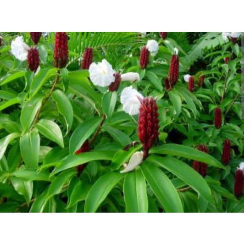 Jual bunga pacing | Shopee Indonesia