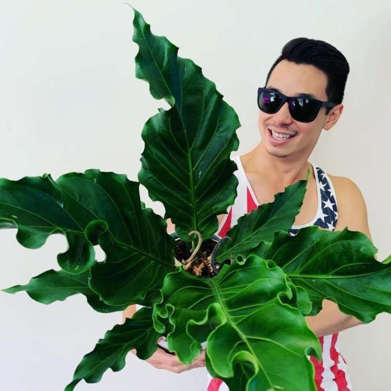 Jual Tanaman Hias Anthurium Gelombang Cinta / Bunga anthurium plowmani ...