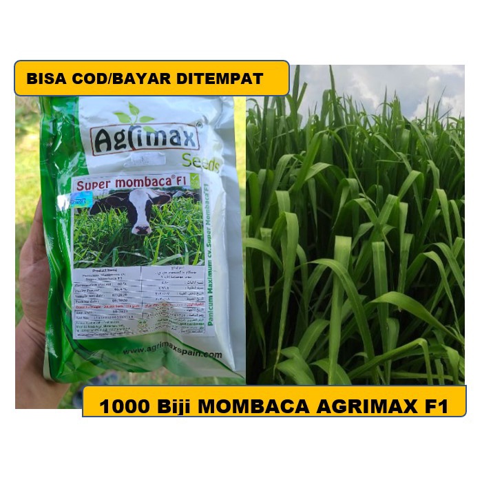 Jual Benih super mombaca F1 1000 biji agrimax spanyol | Shopee Indonesia