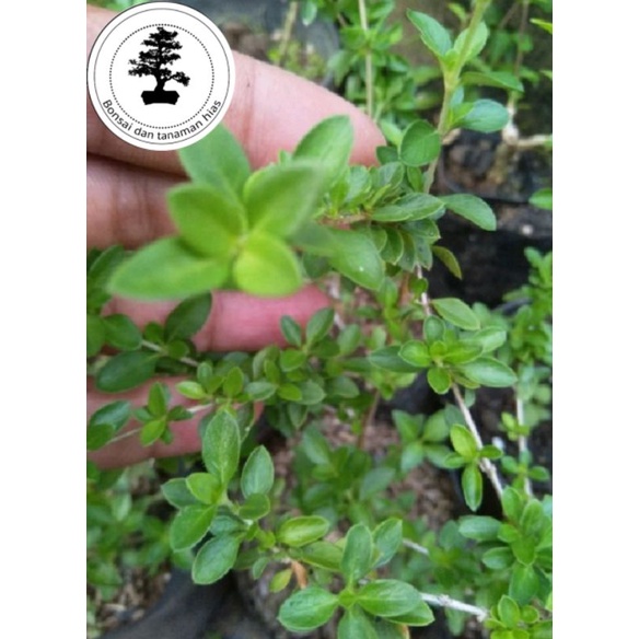 Jual SERIBU BINTANG DAUN BULAT | Shopee Indonesia