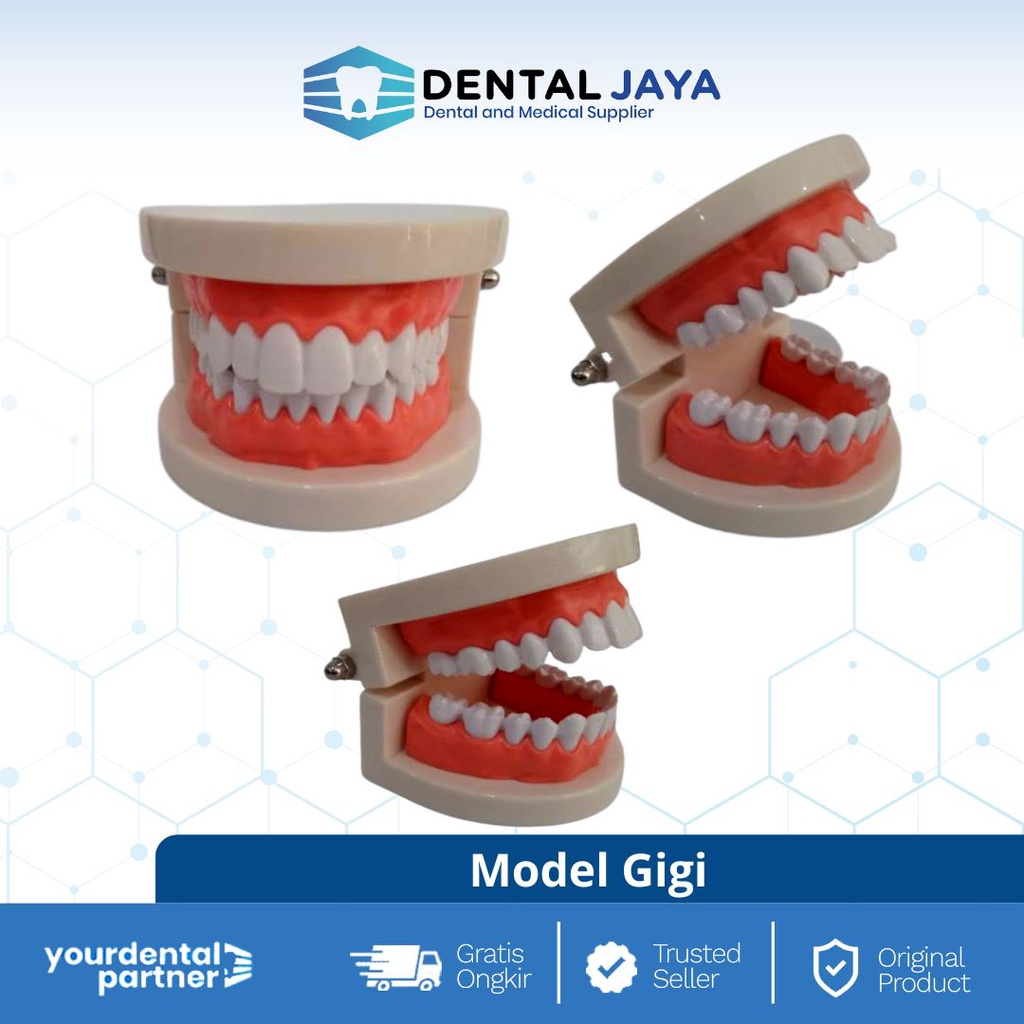Jual Dental Jaya study model gigi studi edukasi phantom typodont contoh ...