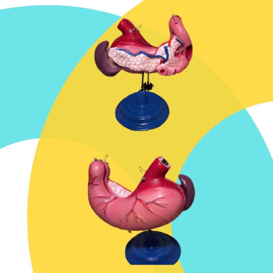 Jual ALAT PERAGA MODEL TORSO LAMBUNG MANUSIA / MANEKIN LAMBUNG TORSO ...