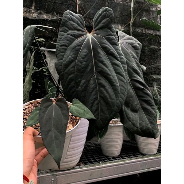 Jual anthurium blue papillilaminum | Shopee Indonesia