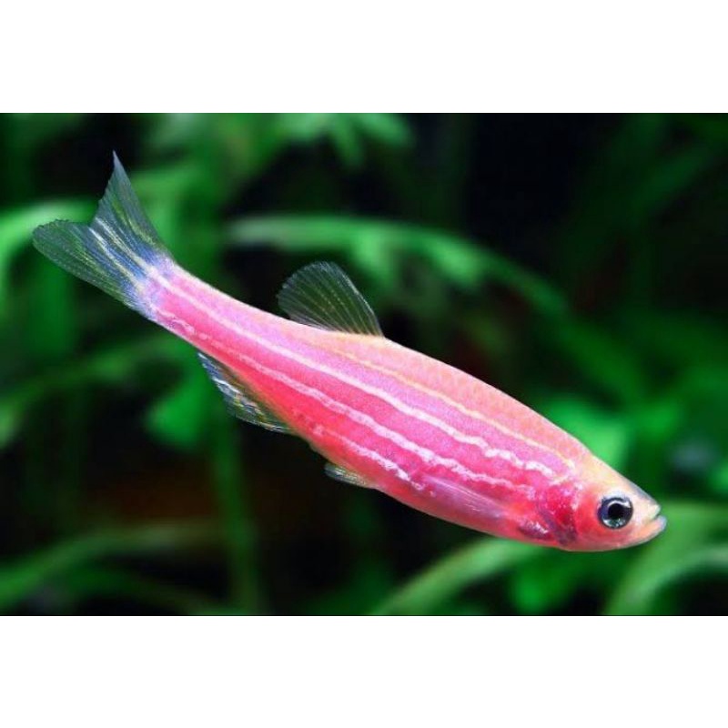 Jual IKAN ZEBRA PINK / IKAN AQUASCAPE | Shopee Indonesia