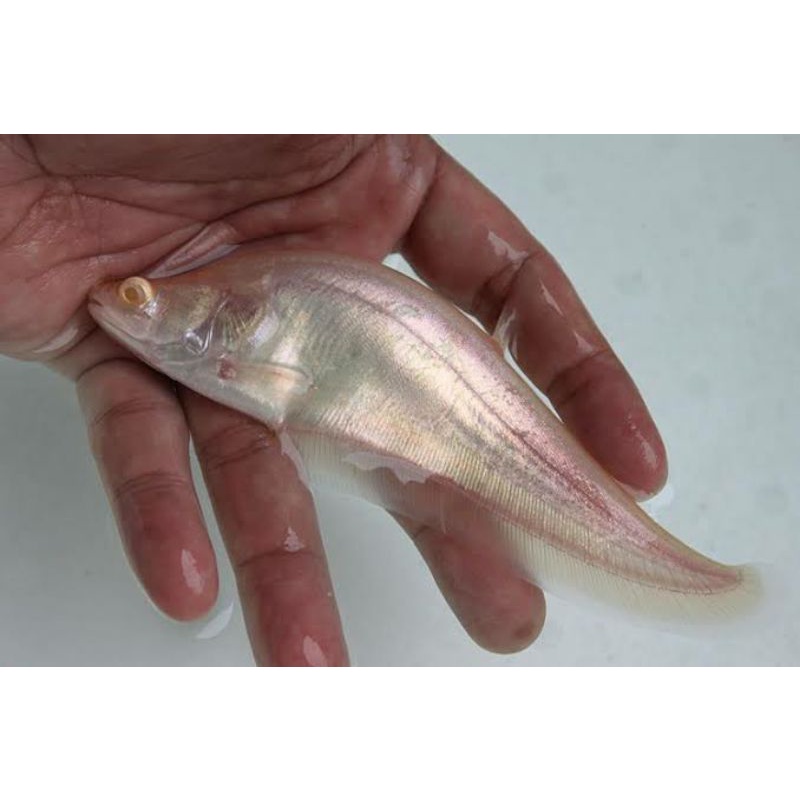 Jual belida albino | Shopee Indonesia