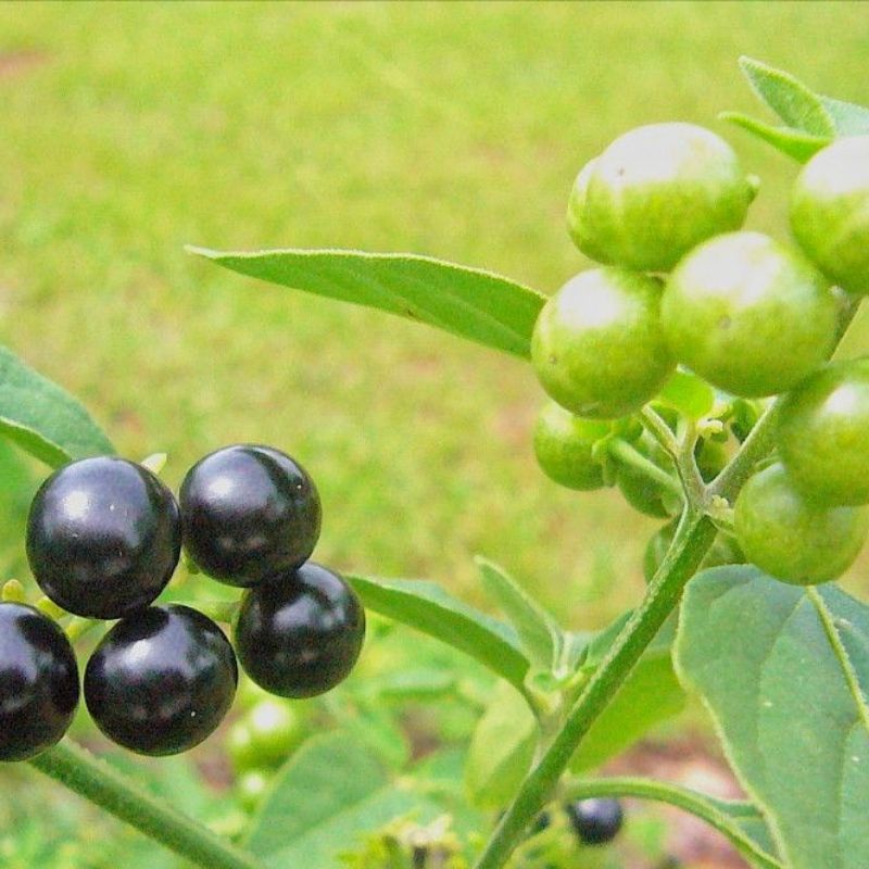 Jual benih leunca ranti siap tanam | Shopee Indonesia