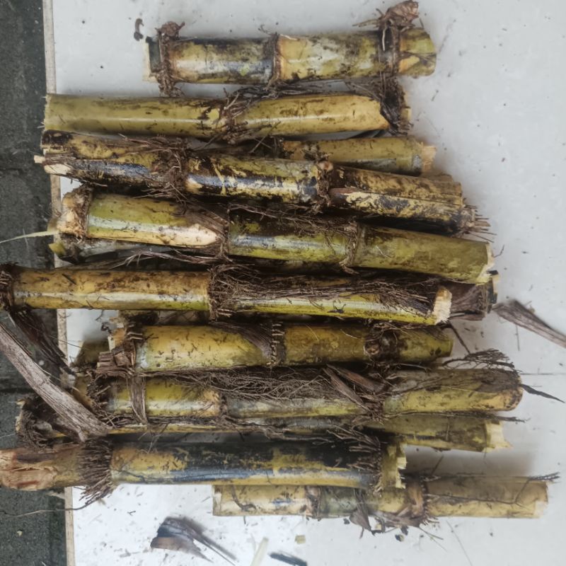 Jual Tebu Hijau Super Manis Murah 1kg | Shopee Indonesia