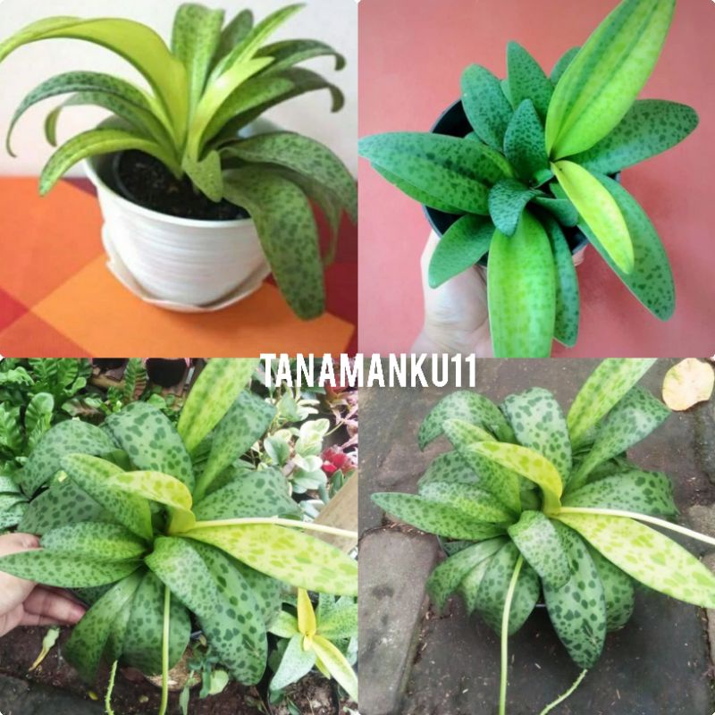 Jual tanaman lidah katak varigata kuning + pot stok super | Shopee ...