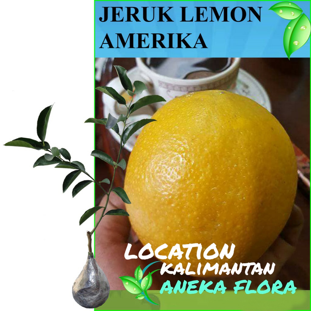 Jual bibit jeruk lemon amerika (60-80cm) | Shopee Indonesia